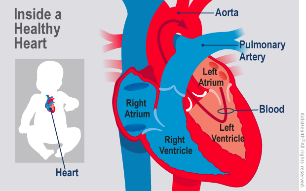 Patent Ductus Arteriosus (PDA) (for Parents) - Nemours Kidshealth